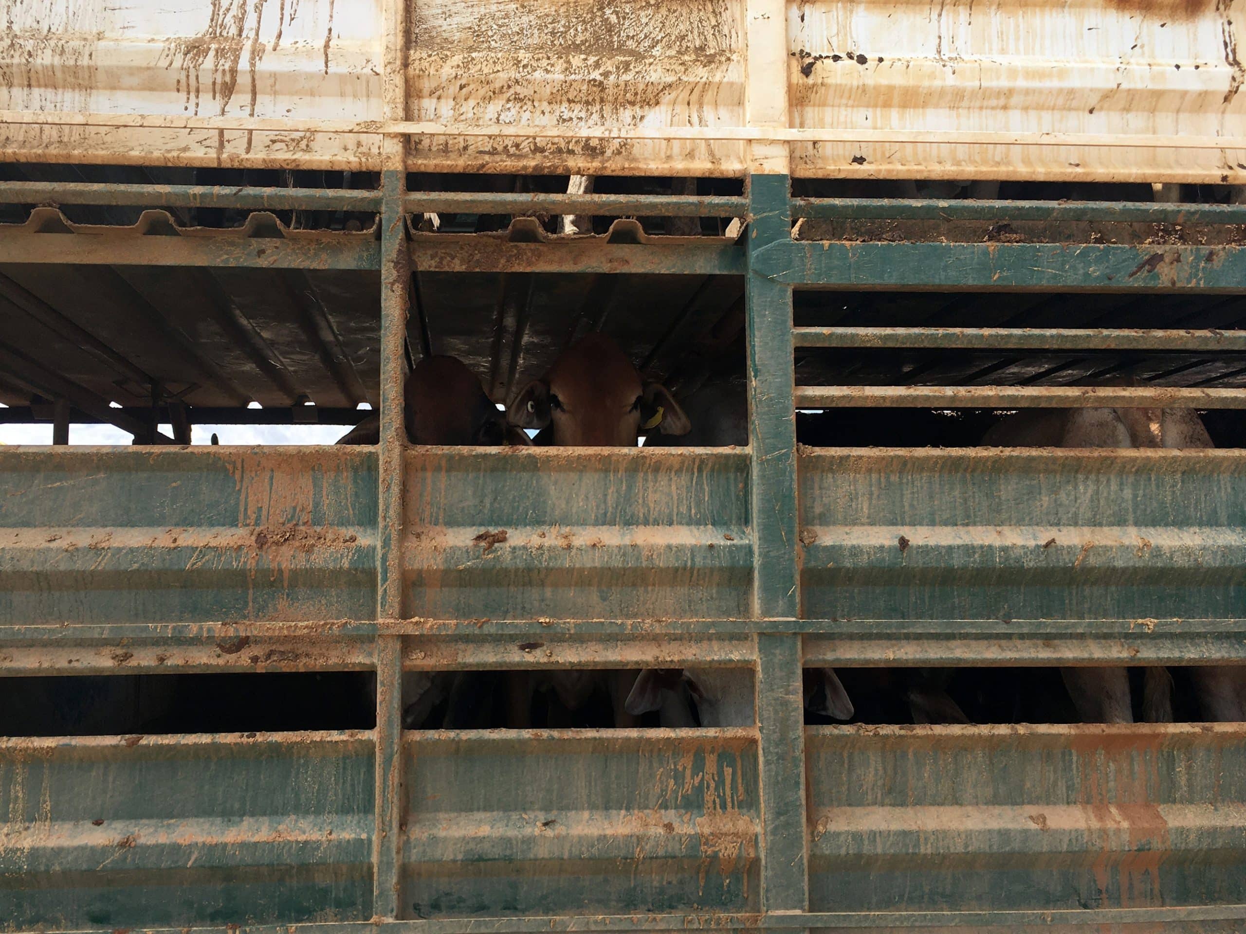 Maxwelton upgrade boost for Queensland cattle - Rail Express